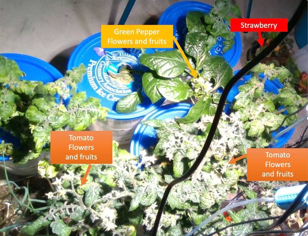 2Pi Microgravity Garden Blog 10 | Improved GUI and Project Summary - element14 Community