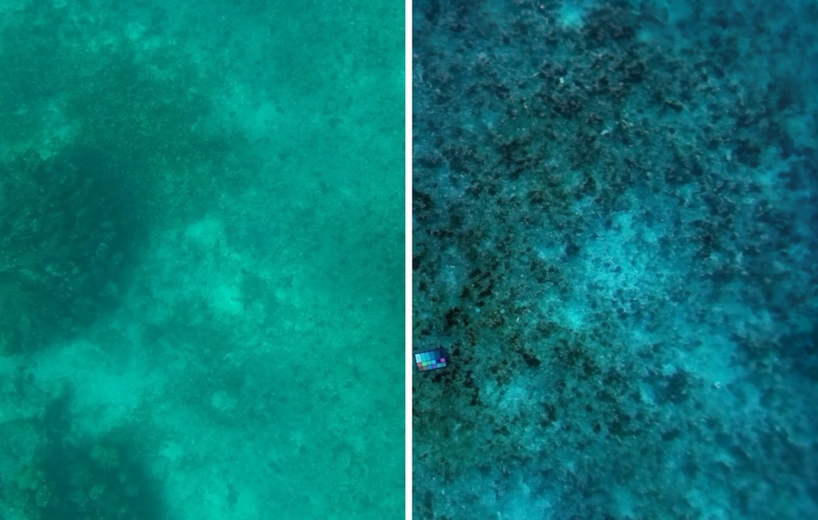 Researchers Develop and Deploy an Underwater Color-Correcting Tool ...