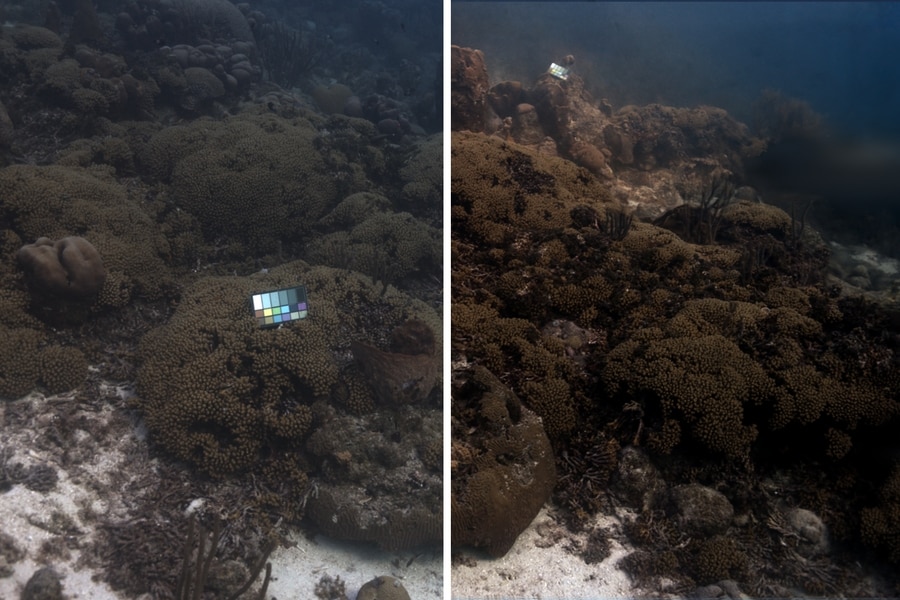 Researchers Develop and Deploy an Underwater Color-Correcting Tool ...