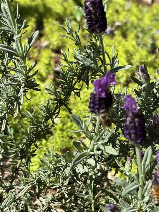 Bees in Oregon 2026 - element14 Community