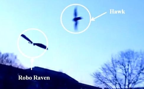 University of Maryland create a robotic bird so realistic, it's ...